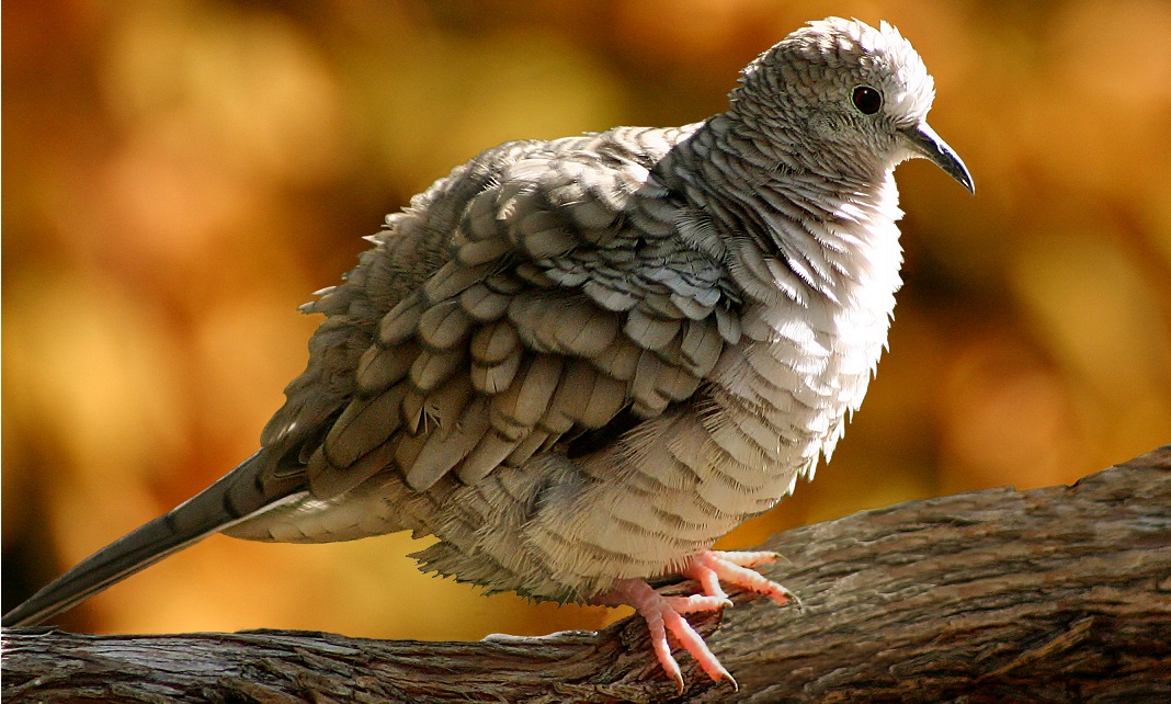 inca_5c.jpg | Rio Salado Audubon Center